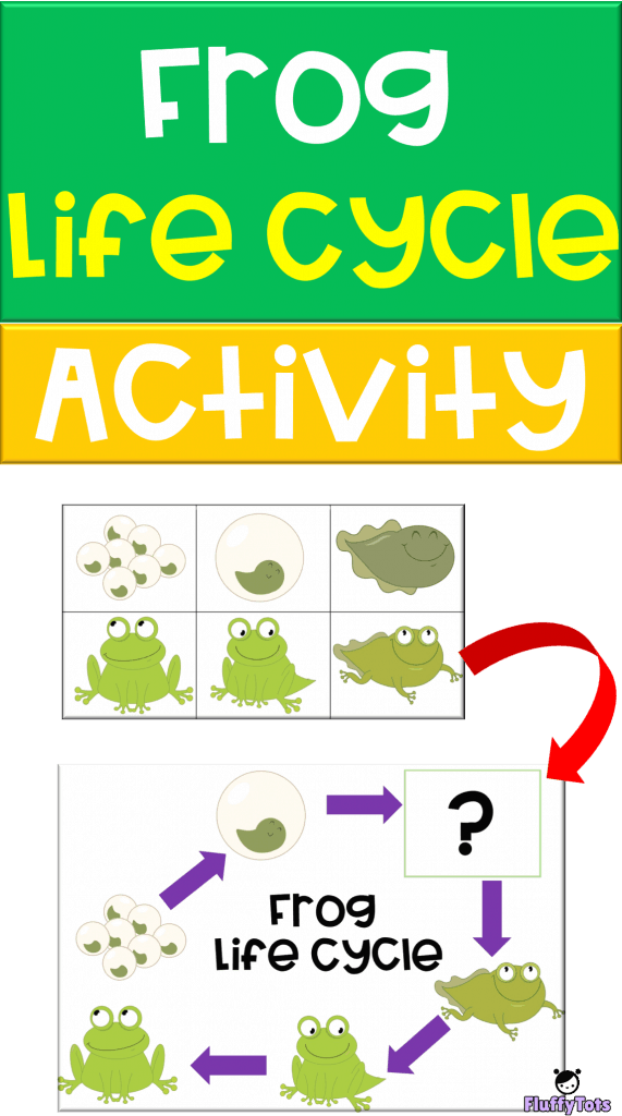Frog Life Cycle Activity : FREE 6 Sequence Activity for Toddlers and ...
