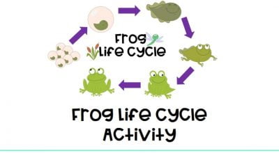 Butterfly Life Cycle Activity : FREE 5 Sequence Activity - FluffyTots